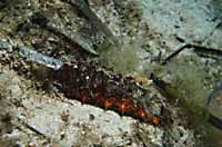 Echinodermata, Holothuroidea